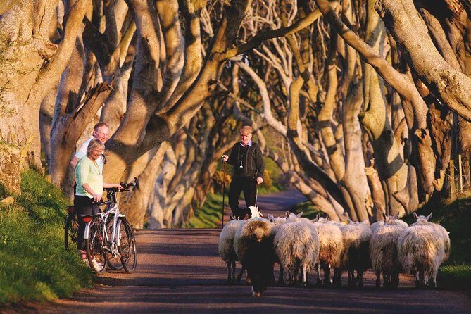Giant's Causeway Day Tour from Dublin - What to Keep in Mind