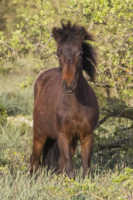 Giara hiking Tour - Wildlife and the Magic of Wild Horses