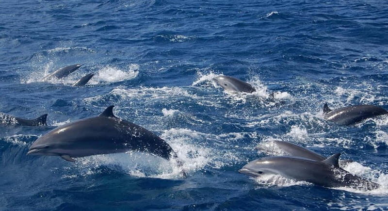 Giardini Naxos: Dolphin Catamaran Sunset Tour with Aperetif - Who Is This Tour Best For?