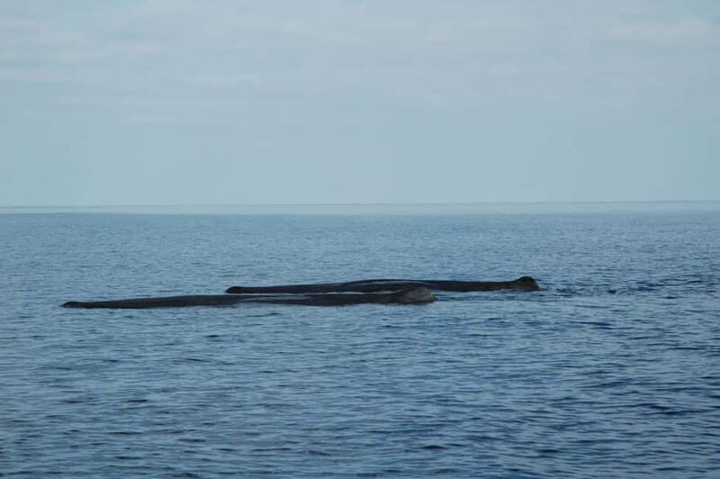 Giardini Naxos: Dolphin Catamaran Sunset Tour with Aperetif - The Sum Up