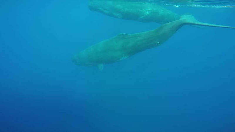 Giardini Naxos: Dolphin Catamaran Sunset Tour with Aperetif - FAQs