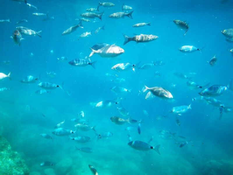 Giardini Naxos: Semi-Submarine Tour to Isola Bella - What to Expect and What to Bring