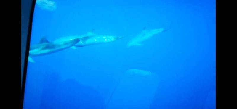 Giardini Naxos: Semi-Submarine Tour to Isola Bella - Final Meal: Is this Tour for You?