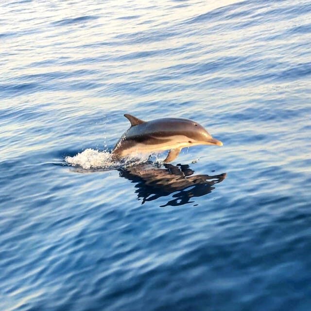 Giardini Naxos: Sunset Dolphin Watching Cruise with Aperitif - An In-Depth Look at the Sunset Dolphin Watching Experience