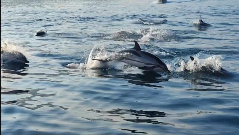 Giardini Naxos: Sunset Dolphin Watching Cruise with Aperitif - Frequently Asked Questions