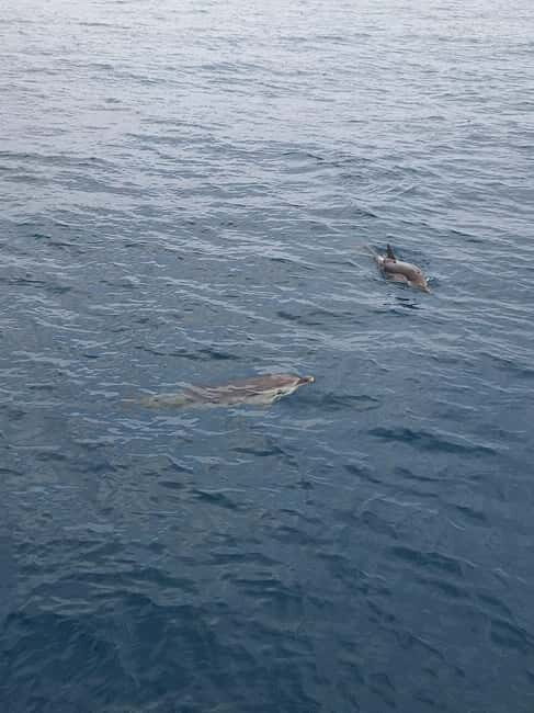 Giardini Naxos Taormina: Dolphin Watching Sunset Tour - An In-Depth Look at the Giardini Naxos Taormina Dolphin Sunset Tour