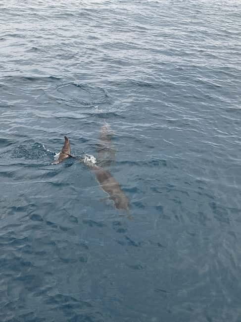 Giardini Naxos Taormina: Dolphin Watching Sunset Tour - Final Thoughts