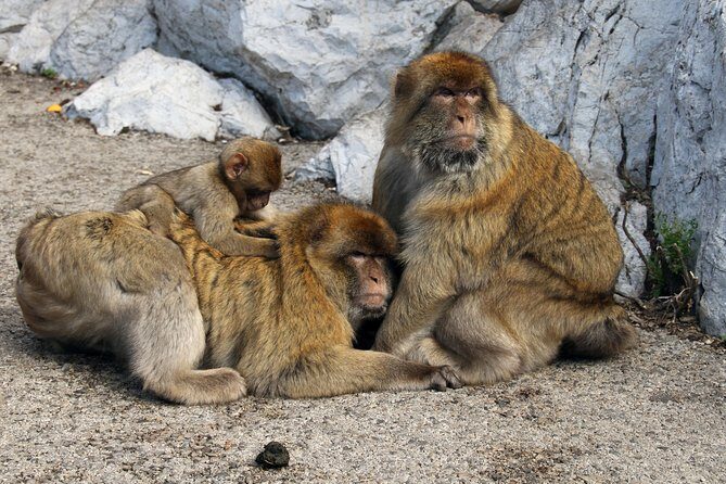 Gibraltar Day Trip from Seville + Rock Tour - Frequently Asked Questions