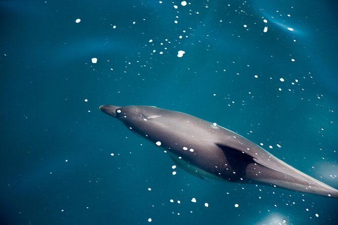 Gibraltar Dolphin Adventure - Authentic Feedback and Real Experiences