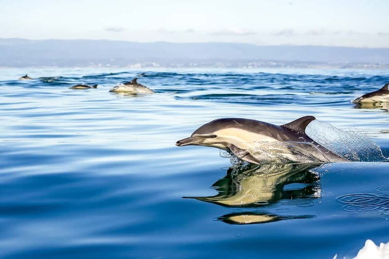 Gibraltar: Dolphin Watch Cruise & Cable Car Fast Track Combo - Key Points