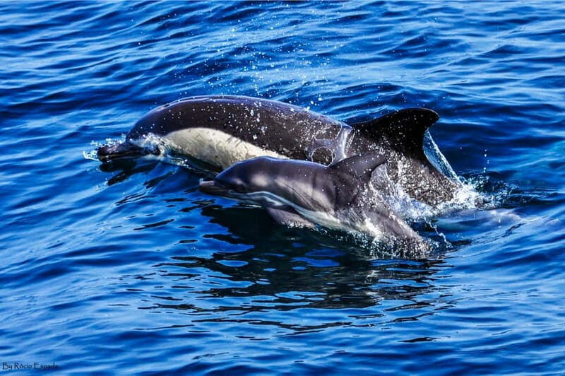 Gibraltar: Dolphin Watch Cruise & Cable Car Fast Track Combo - A Detailed Look at the Gibraltar Dolphin & Cable Car Experience