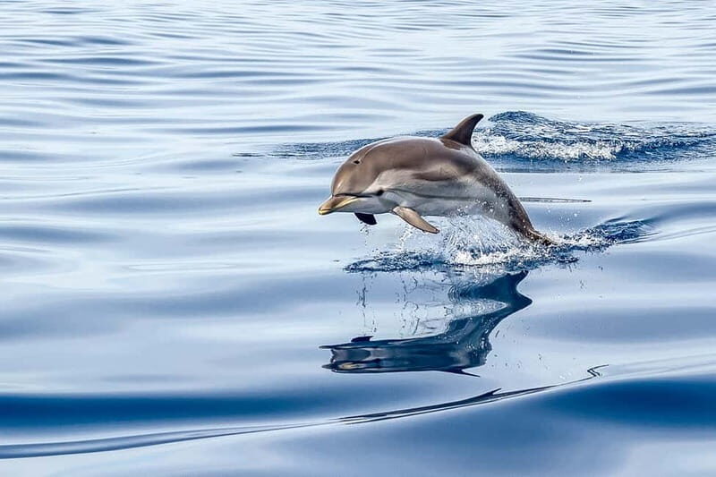 Gibraltar: Dolphin Watch Cruise & Cable Car Fast Track Combo - In The Sum Up