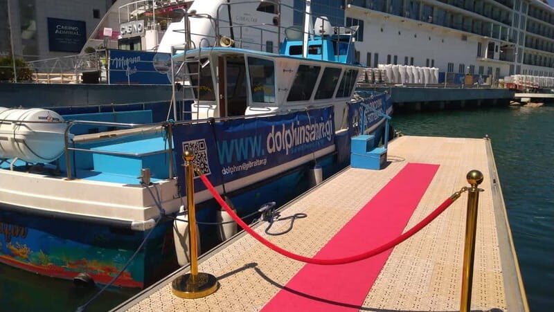Gibraltar: Dolphin Watching Boat Tour V.I.P - Key Points