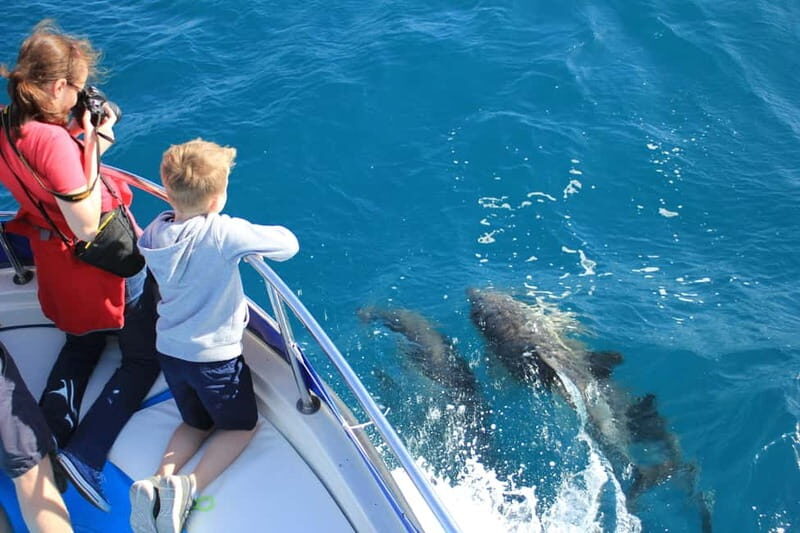 Gibraltar: Dolphin Watching Boat Tour V.I.P - The Sum Up