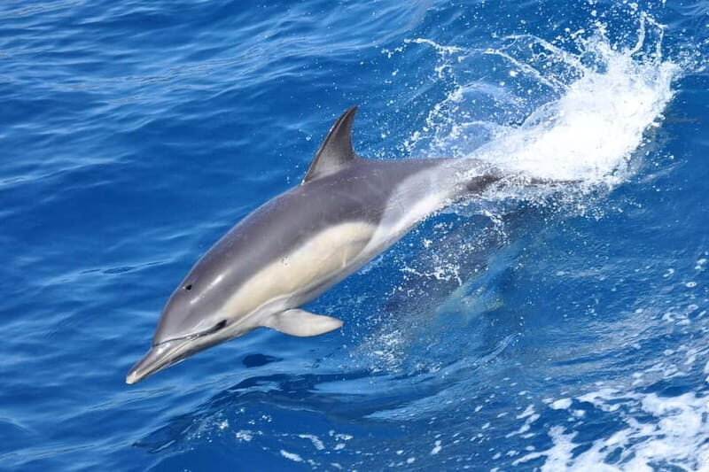 Gibraltar: Dolphin Watching Tour - A Deep Dive into the Dolphin Watching Experience