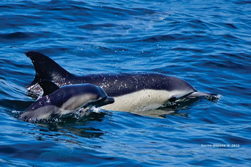 Gibraltar: Dolphin Watching Tour - The Itinerary Breakdown