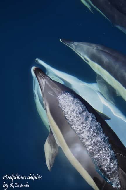Gibraltar: Dolphin Watching Tour - Who Would Love This Tour?