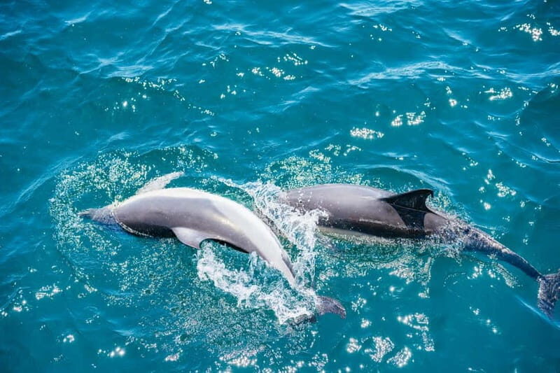 Gibraltar: Dolphin Watching Tour - FAQs