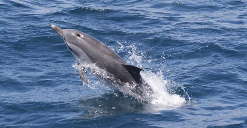 Gibraltar Dolphins Watching Day Trip from Seville - An In-Depth Look at This Marine Adventure