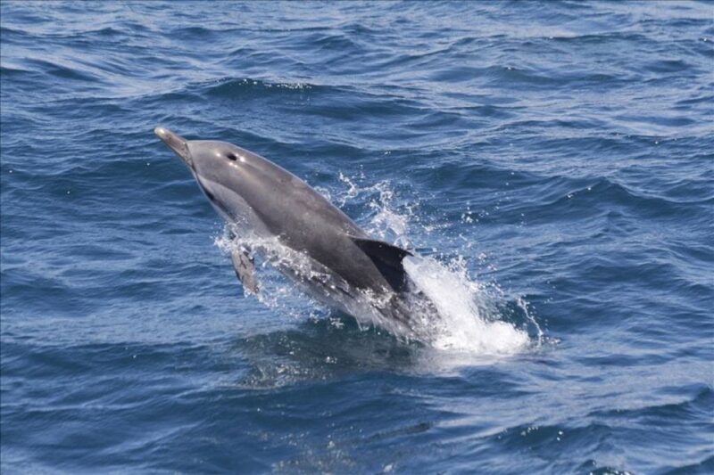 Gibraltar Dolphins Watching Day Trip from Seville - The Sum Up: Is It Worth It?