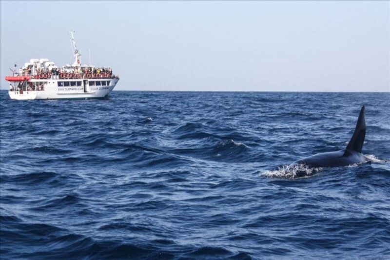 Gibraltar Dolphins Watching Day Trip from Seville - FAQ