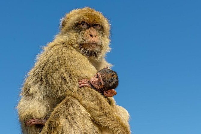 Gibraltar Inside Out Extended Tour 2.30hrs - An In-Depth Look at the Gibraltar Inside Out Extended Tour