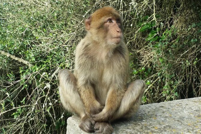 Gibraltar private tour from Marbella or Malaga - The Value: How Does It Stack Up?
