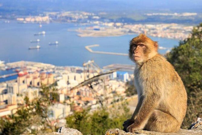 Gibraltar private tours from Seville - FAQ