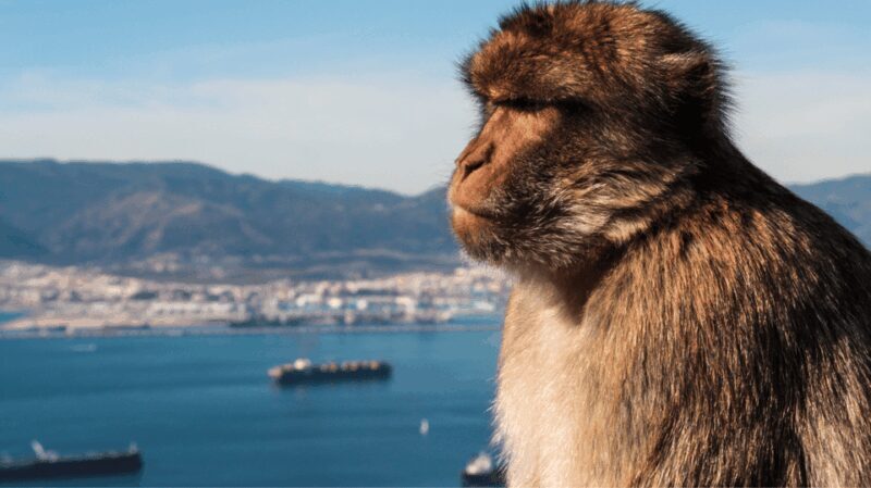 Gibraltar shopping: Desde Málaga y la Costa del Sol - Key Points