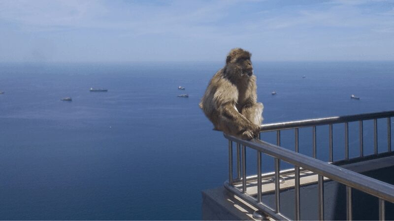 Gibraltar shopping: Desde Málaga y la Costa del Sol - A Deep Dive into the Gibraltar Shopping & Sightseeing Tour
