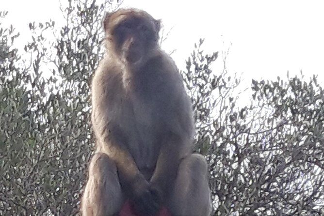 Gibraltar Sightseeing :SKYWALK AND SUSPENSION BRIDGE TOUR (Private) - The Sum Up