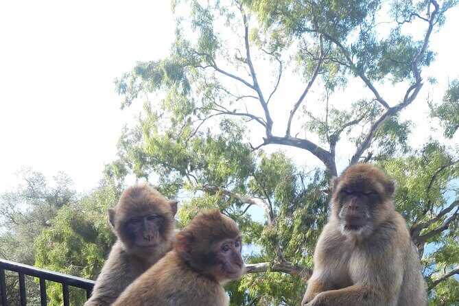Gibraltar Sightseeing Tour with Monkeys and Panoramic views - Authentic Experiences & Authenticity