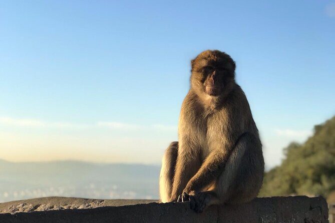 Gibraltar Sightseeing Tour with Monkeys and Panoramic views - Who Will Enjoy This Tour?