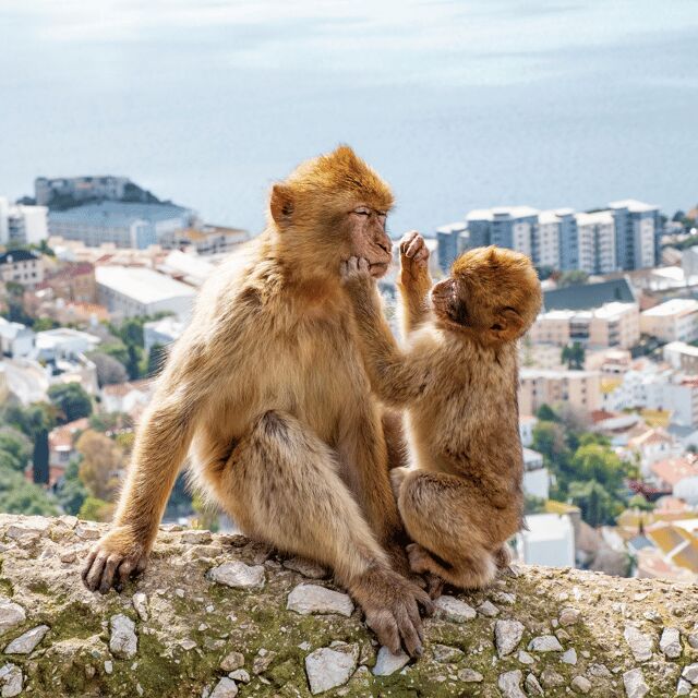 Gibraltar: Tour guiado desde la Costa Del Sol - The Sum Up