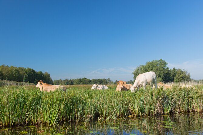 Giethoorn: Highlights Canal Cruise and Sightseeing Village - Final Thoughts