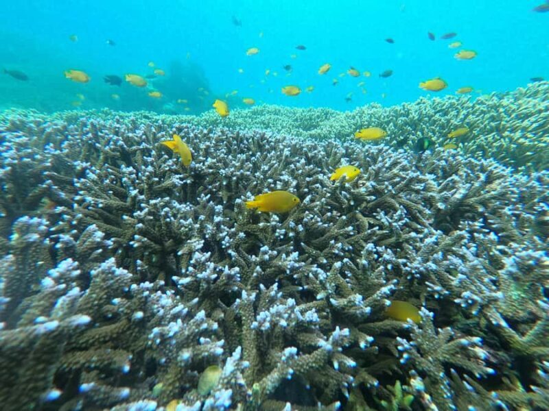 Gili Air Share Snorkeling Tour With GOPRO Documentation - The Sum Up