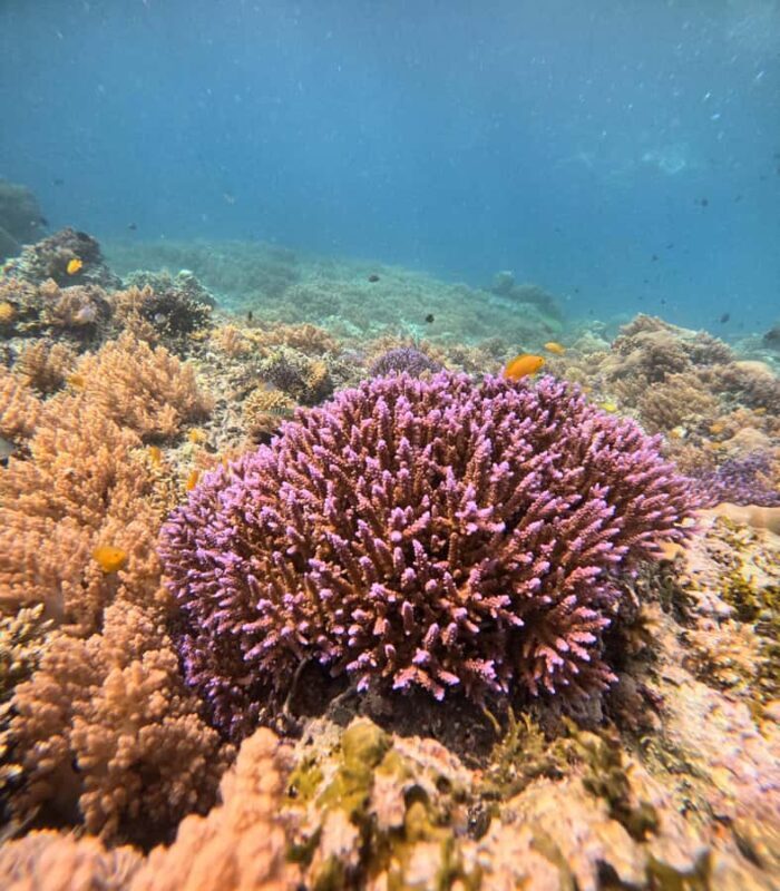 Gili Air: Sharring Snorkeling Experience by Boat - Marine Sightings and Spot Quality