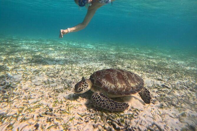 Gili Island Snorkeling Adventure Turtles Statues and Coral Garden - Final Thoughts