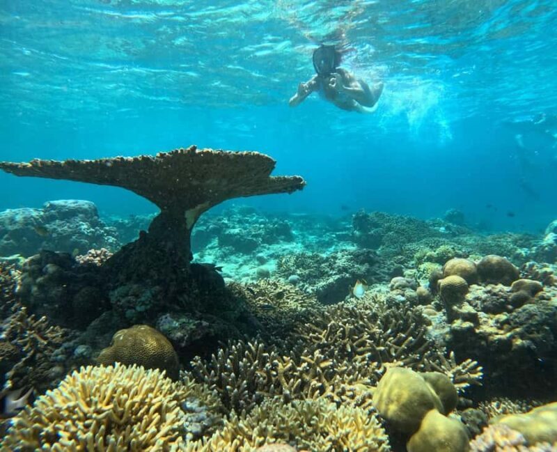 Gili Island Snorkeling: Gili Trawangan, Meno And Air - An In-Depth Look at the Gili Islands Snorkeling Tour