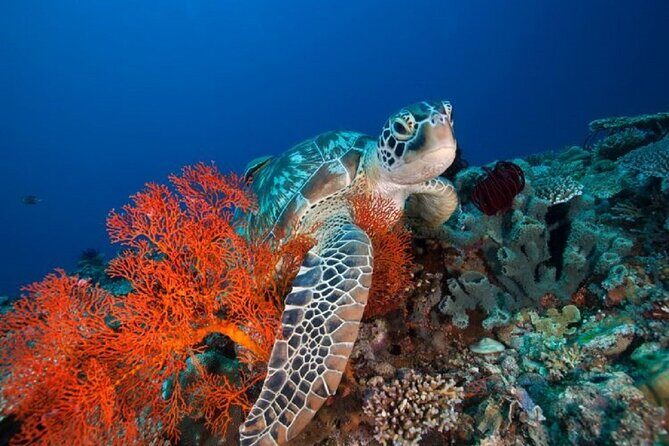Gili Island Snorkeling Overnight Trip Departure From Bali Island - Final Thoughts: Who Is This Tour For?