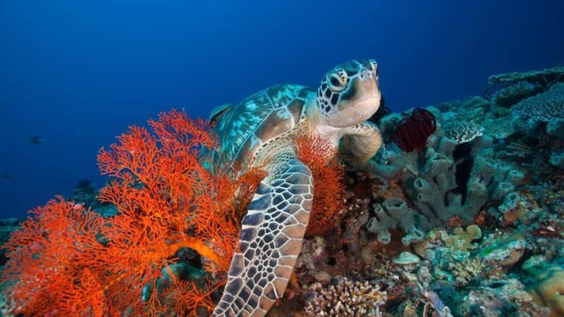 GILI ISLANDS: 3 ISLAND BBQ SUNSET CRUISE WITH SNORKELING - What To Expect: Snorkeling Highlights & Underwater Wonders