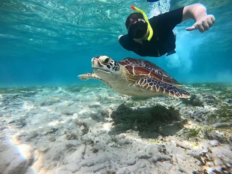Gili Islands: Private Snorkeling Boat Tour with Local Guide - Key Points