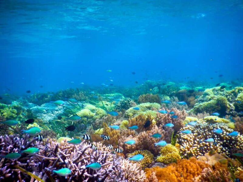 Gili Islands Snorkeling Adventure - What You Can Expect During the Tour: A Closer Look