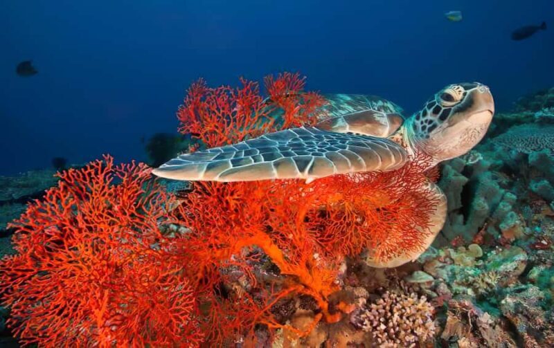 Gili Islands Snorkeling Adventure - FAQ