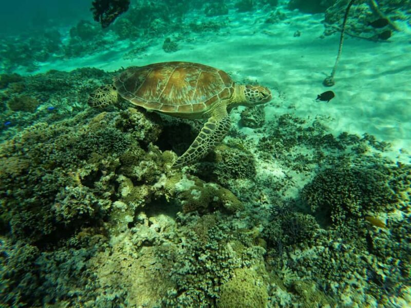 Gili Islands Snorkeling Day Trip with private speedboat - Key Points