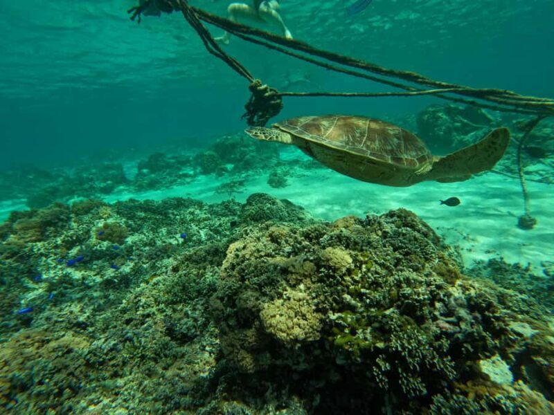 Gili Islands Snorkeling Day Trip with private speedboat - The Experience in Context