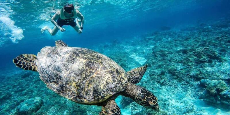 Gili Islands: Underwater Statue, snorkling, turtle sactuary - Key Points