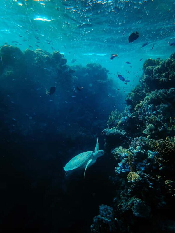 Gili Meno: Private Snorkeling Tour with Turtles & Statues - Who Would Love This Tour?