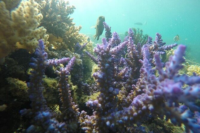 Gili Nanggu,Gili Kedis & Gili Sudak Hopping island & Snorkeling Tour - Who Will Love This Tour?