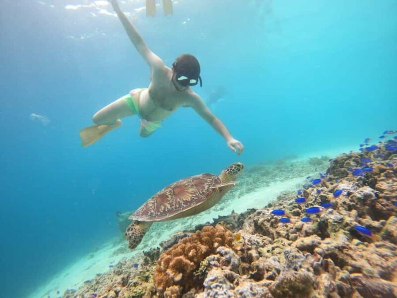 Gili T Island: Gili Snorkeling Day Trip Swim With Turtles - Key Points